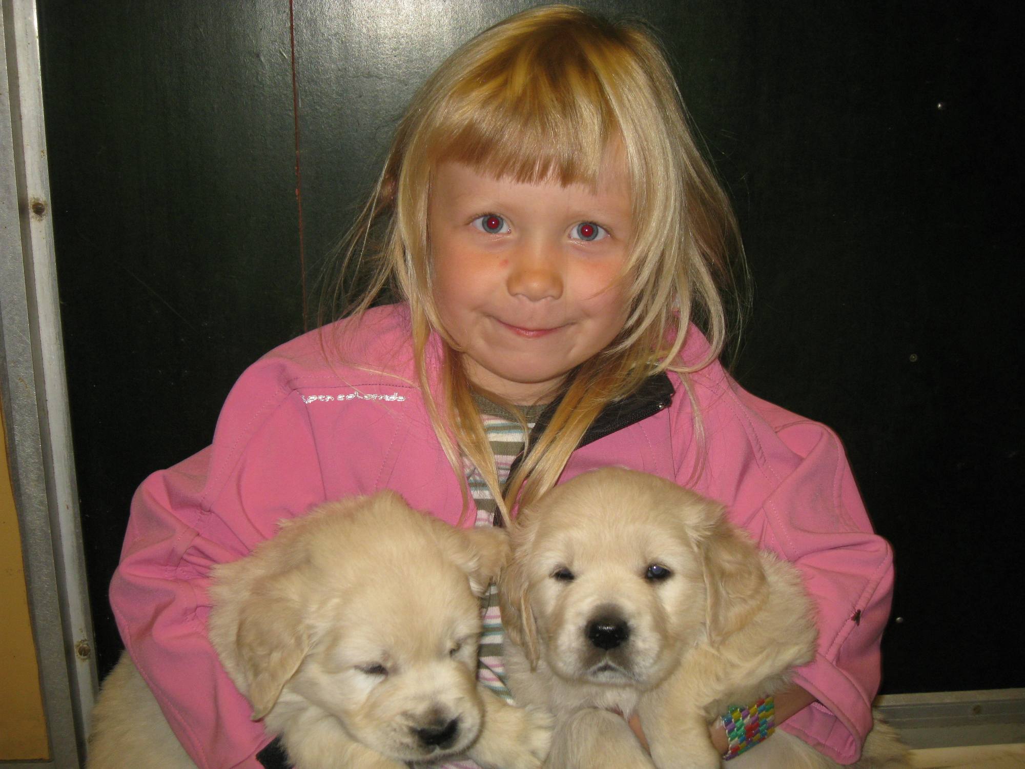 Mjærumhøgda golden retriever - Valper